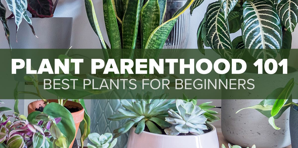 Best Resilient Plants for Beginners - Boslands Flower Shop