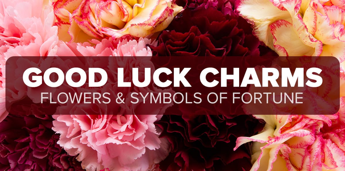 The Luckiest Plants and Flowers for Your Home - Boslands Flower Shop